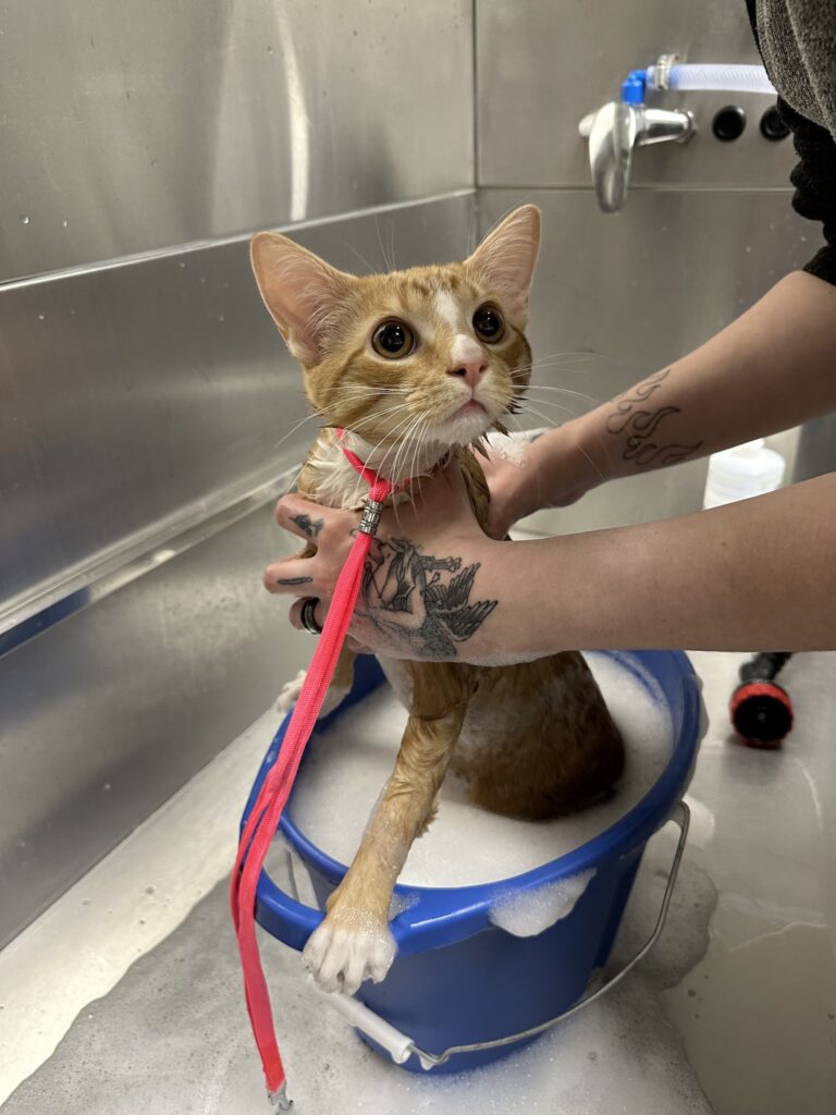 Poodle Bangs | Local Vet Clinics