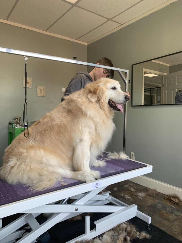 Poodle Bangs | Local Vet Clinics