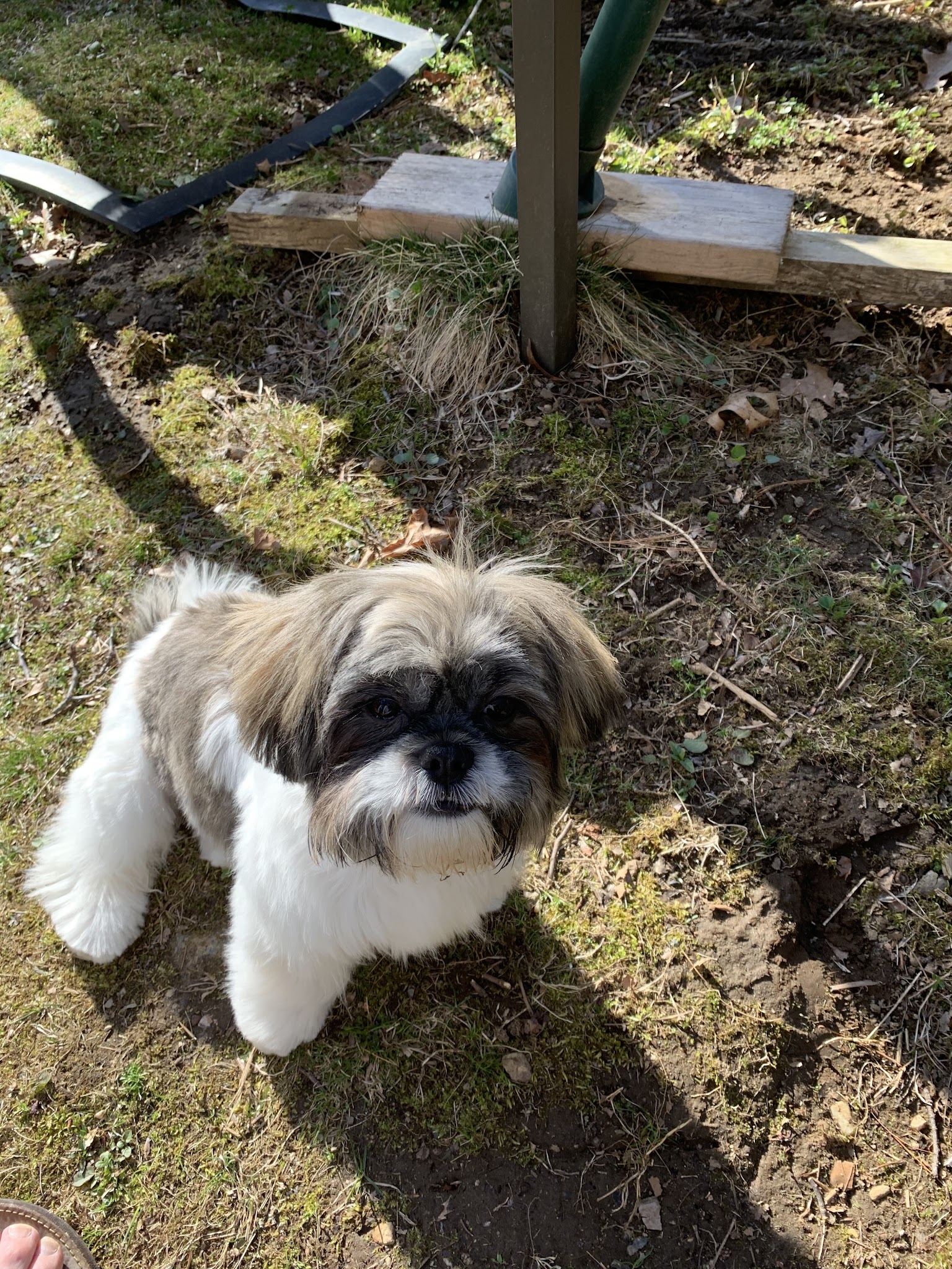 Posh Pups LLC | Local Vet Clinics