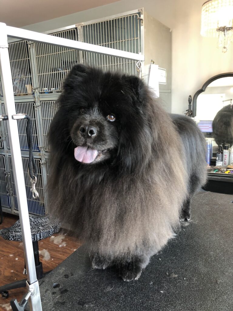 Posh Pups LLC | Local Vet Clinics
