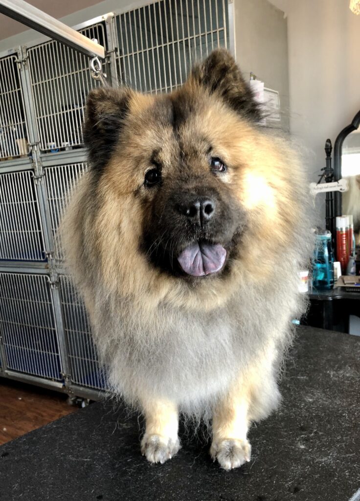 Posh Pups LLC | Local Vet Clinics