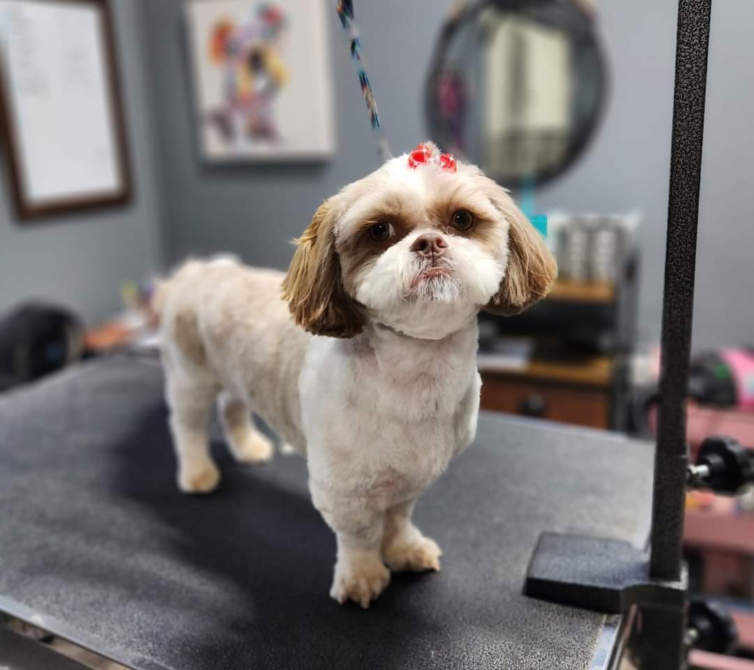 RockStar Pet Salon | Local Vet Clinics