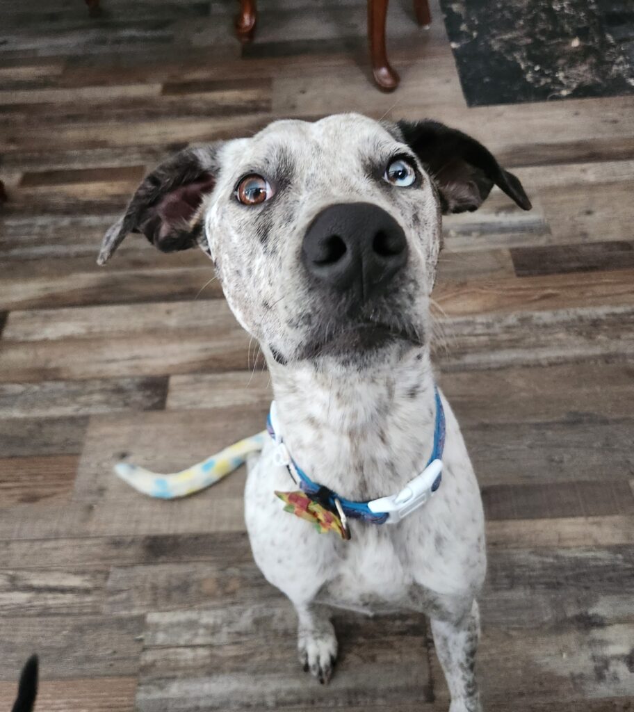 RockStar Pet Salon | Local Vet Clinics
