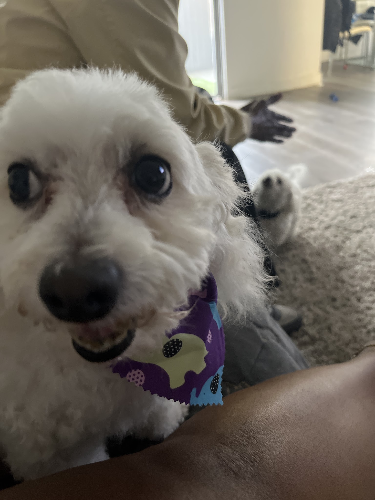 Smile grooming | Local Vet Clinics