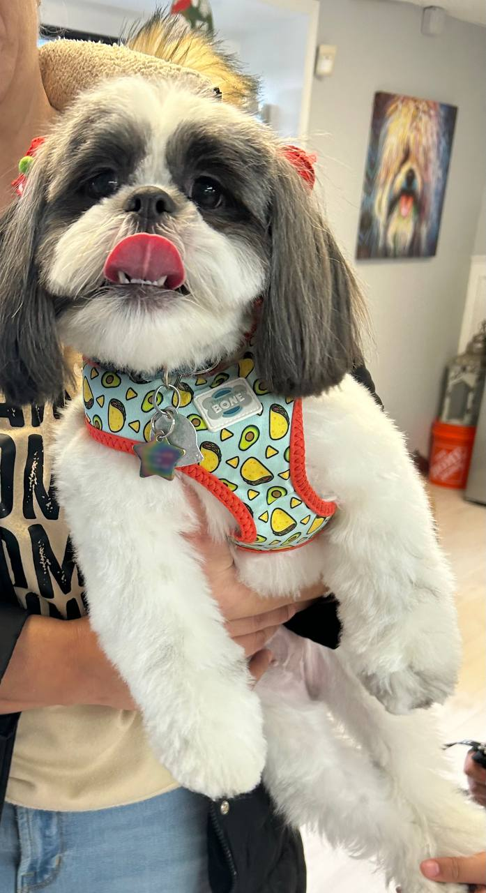 The Muddy Puppy Holistic Pet Spa | Local Vet Clinics