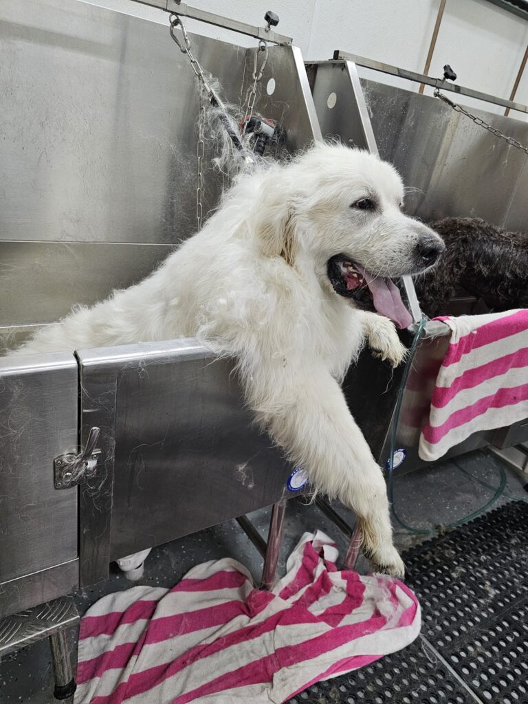 Wendy's Grooming | Local Vet Clinics