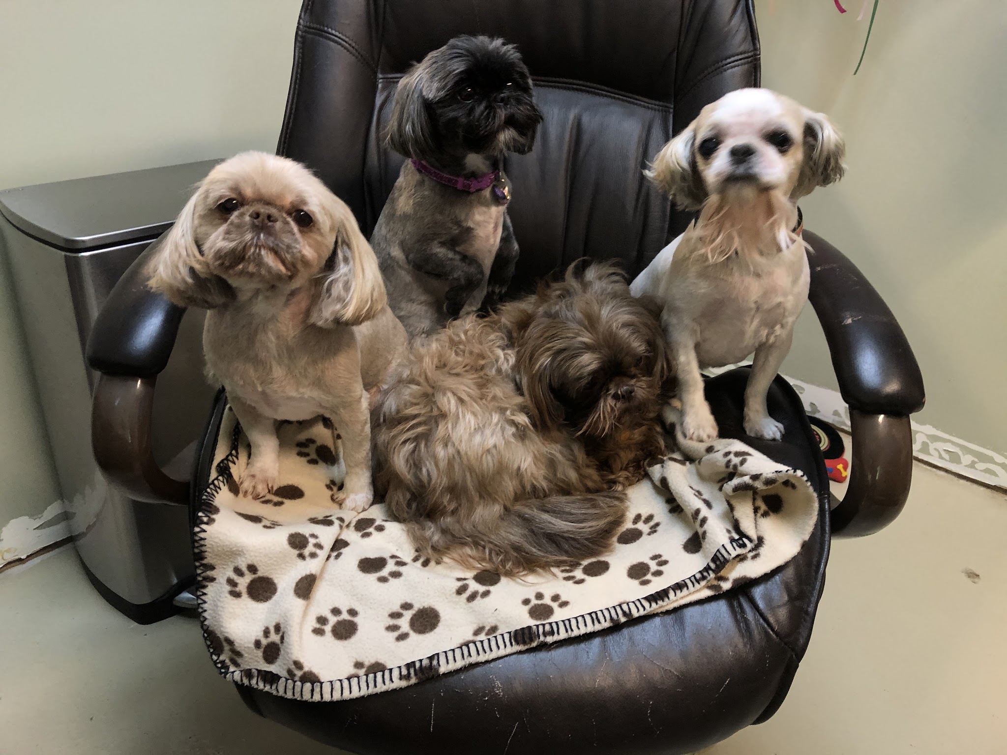 Dog Style Grooming & Bath House | Local Vet Clinics