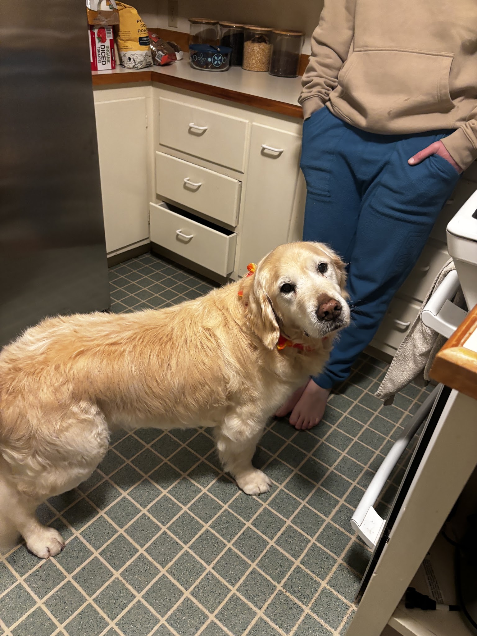 I Woof U Dog Grooming | Local Vet Clinics