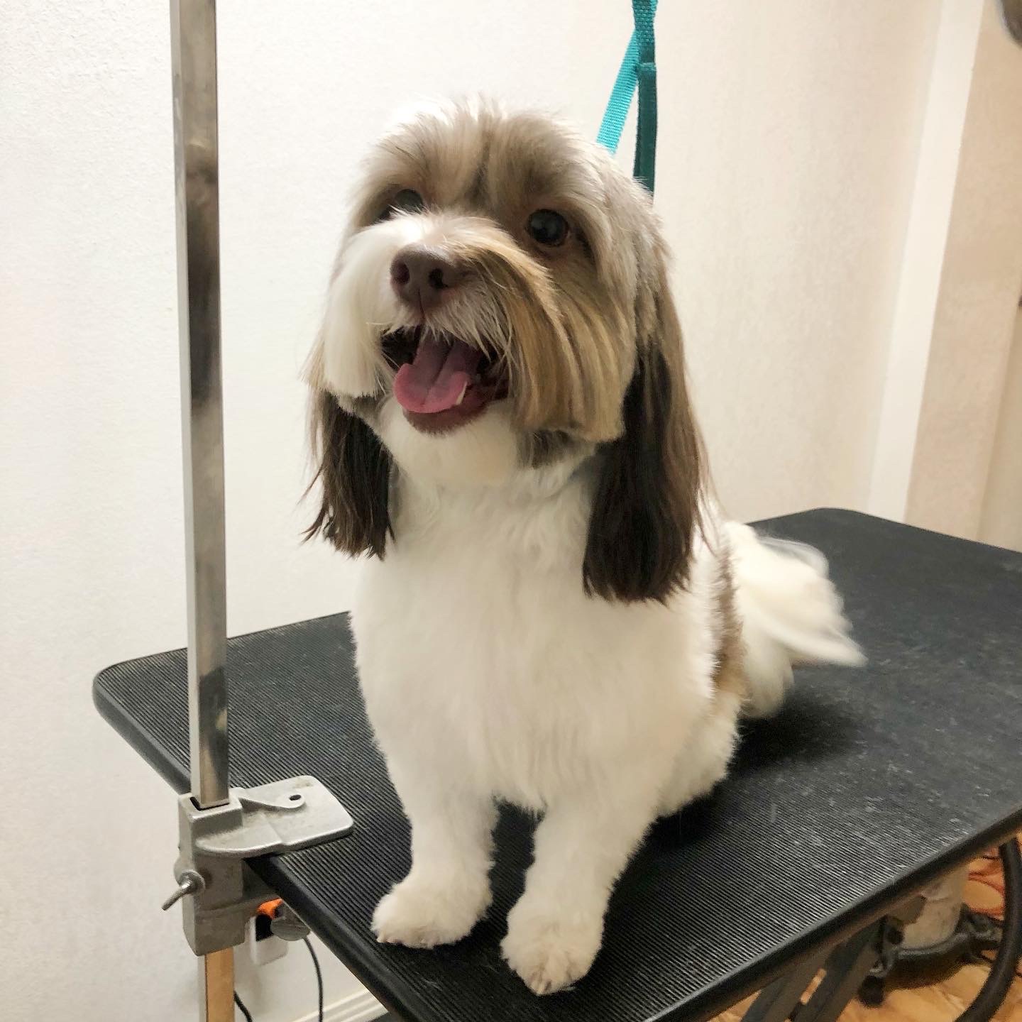 Totally Mutts Dog Grooming | Local Vet Clinics