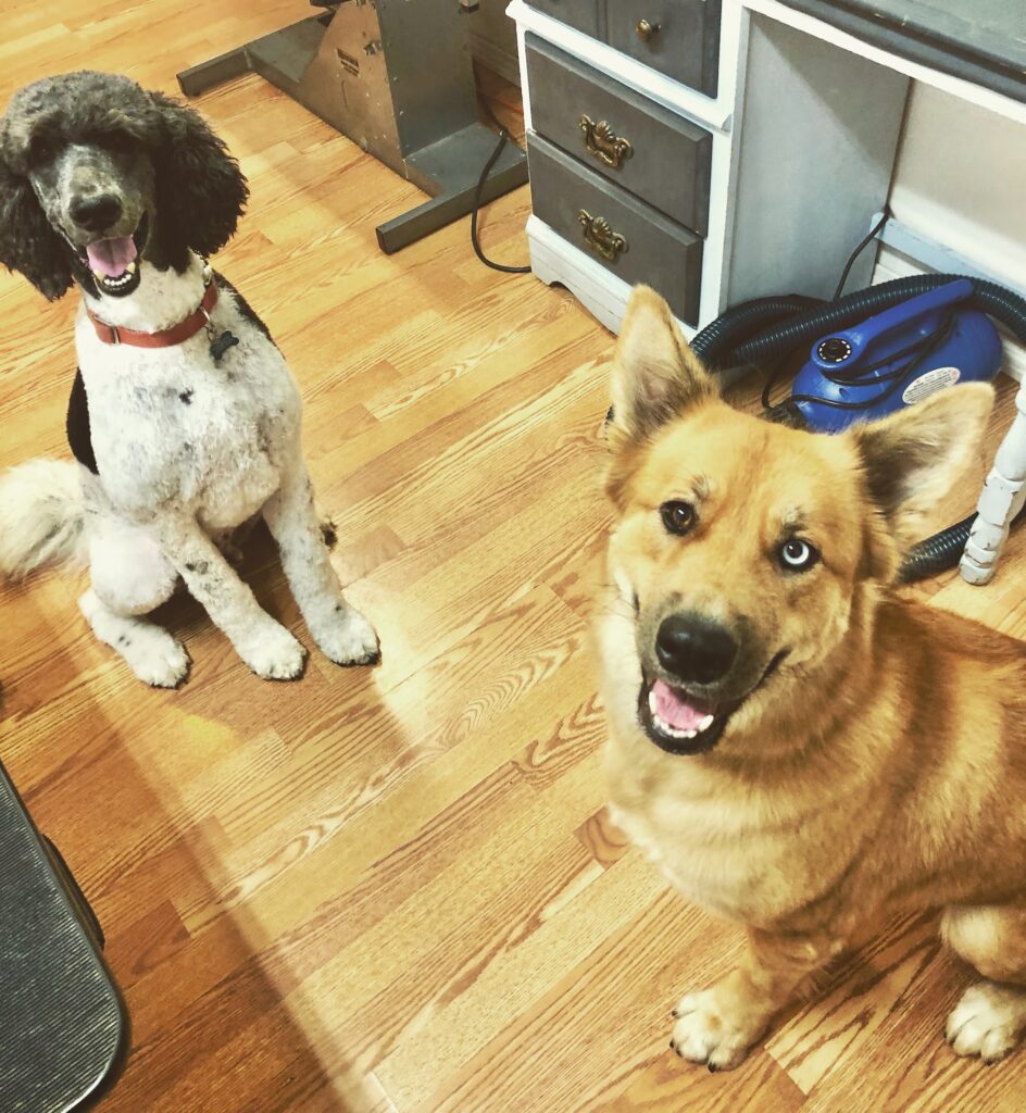 Totally Mutts Dog Grooming | Local Vet Clinics