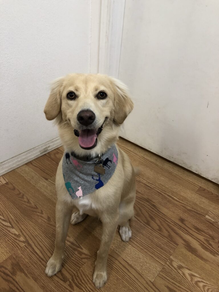 Totally Mutts Dog Grooming | Local Vet Clinics