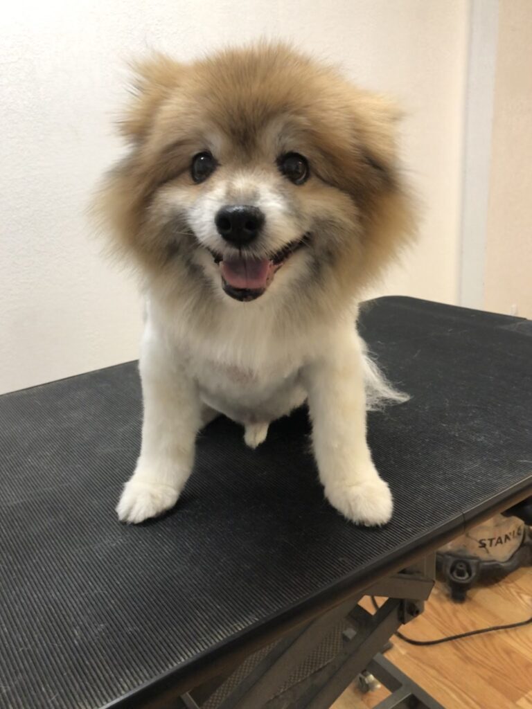 Totally Mutts Dog Grooming | Local Vet Clinics