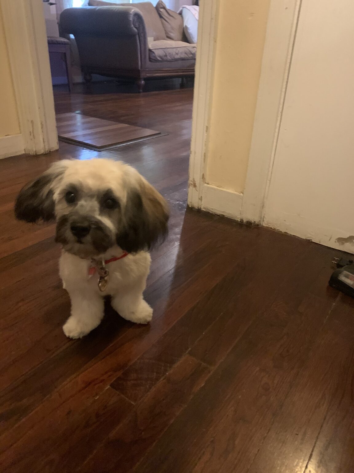 Cristina's Dog Grooming | Local Vet Clinics